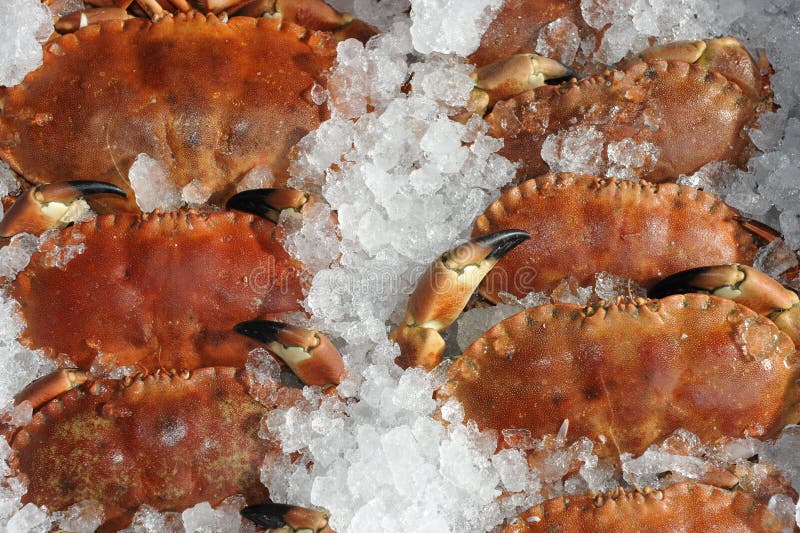 Crabs on Ice stock image. Image of crab, jdanne, grocery - 43461427
