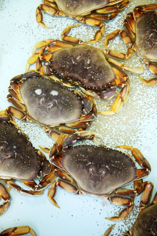 Crabs Inside of a Fish Tank Stock Photo - Image of restaurant, food ...