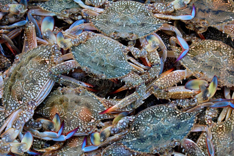 Crabs from the net stock photo. Image of crab, crayfish - 27465636