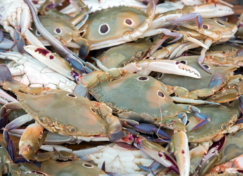 Crabs in fish market stock photo. Image of king, icon - 37155786