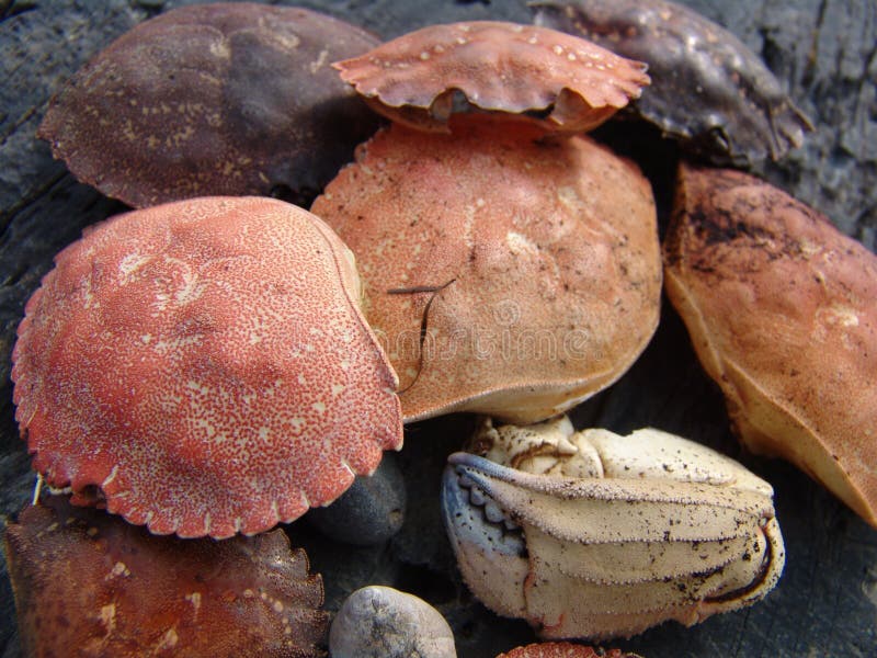 Crabs shells stock image. Image of claws, ocean, claw, nature - 996707