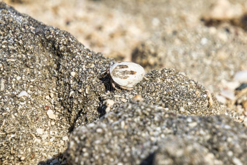 Crabs in Shells Basking in the Egyptian Sun Stock Image - Image of ...
