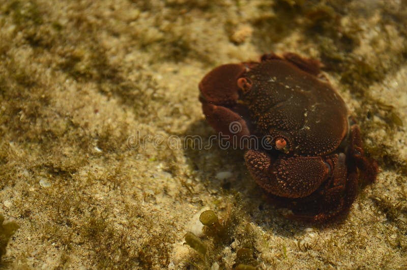 Crabs stock photo. Image of prepared, people, food, animals - 36953984