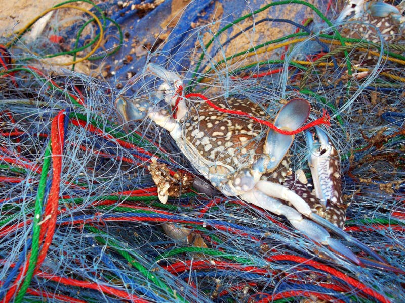 Crabs in the fishing net stock photo. Image of culinary - 101871414