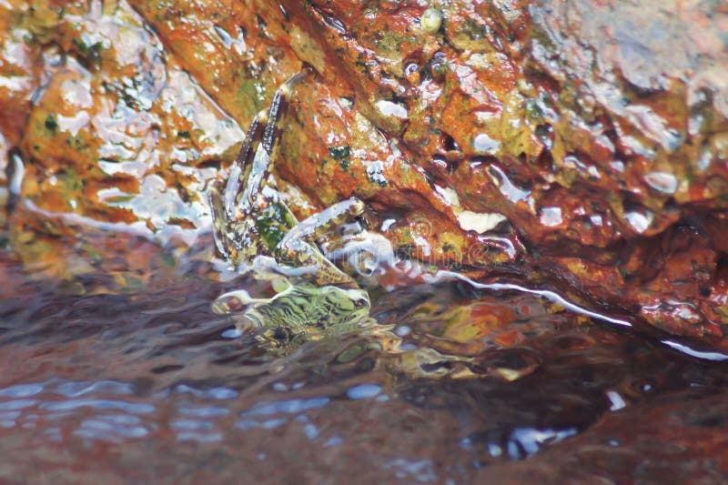 Crabs on the rocks. stock image. Image of crab, crabs - 92488701