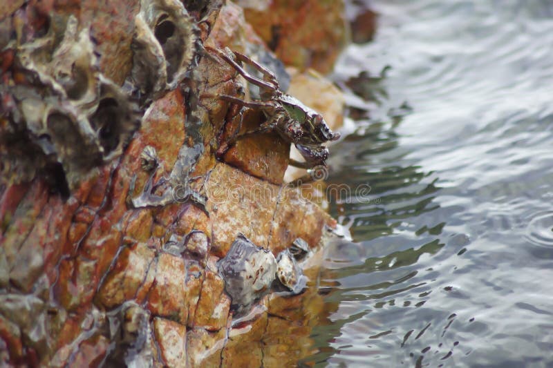 Crabs Under the Rocks by the Sea Stock Image - Image of rocks, abstract ...