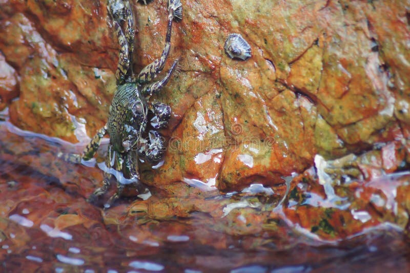 Crabs Under the Rocks by the Sea Stock Image - Image of salt, black ...