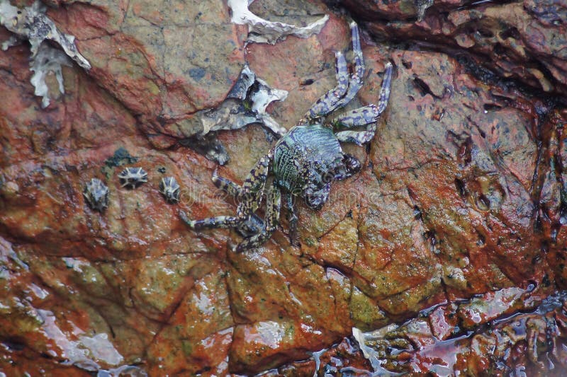 Crabs Under the Rocks by the Sea Stock Image - Image of salt, green ...