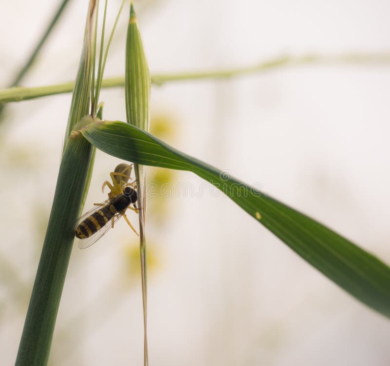 Hunting Wasp Hiding Its Nest Stock Photos - Free & Royalty-Free Stock ...