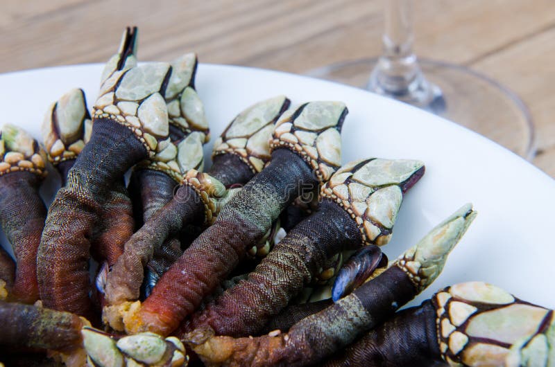 Cracas imagem de stock. Imagem de jantar, espanha, naughty - 37494119