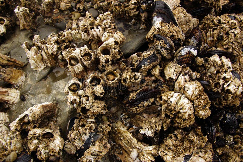 Cracas E Mexilhões Expostos Em Rochas Do Mar Foto de Stock - Imagem de ...