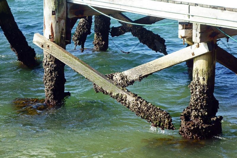 Cracas no cais de madeira foto de stock. Imagem de porto - 60834324
