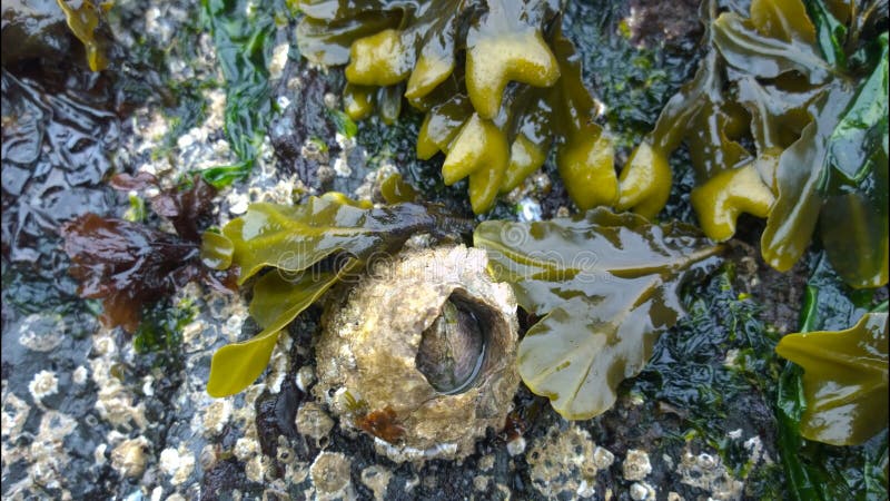 Cracas imagem de stock. Imagem de alimento, espanha, detalhe - 37494199