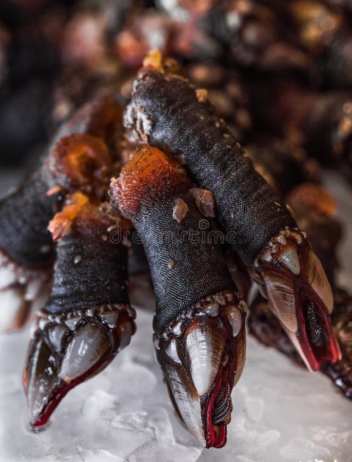 Cracas e vinho imagem de stock. Image of maré, marinho - 37493727