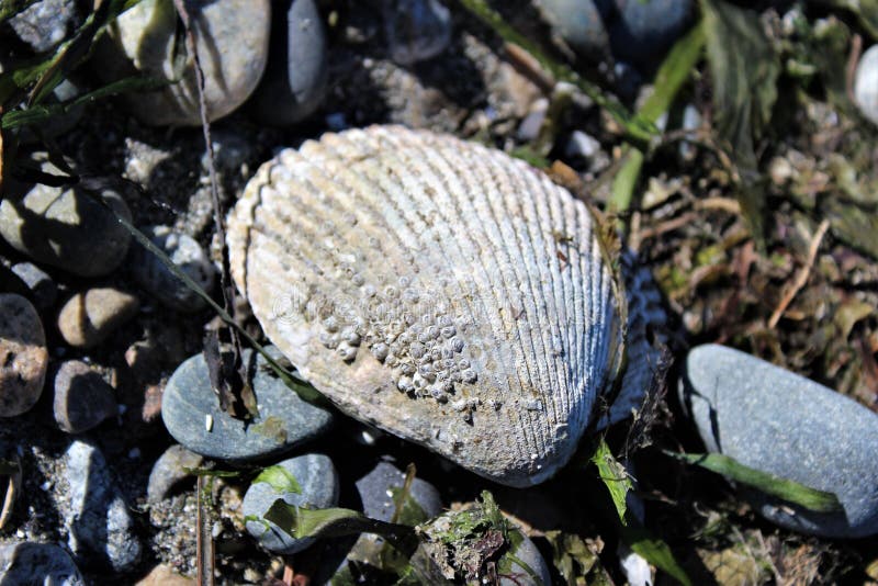 Cracas Que Vivem Em Um Shell Foto de Stock - Imagem de marinho, escudos ...