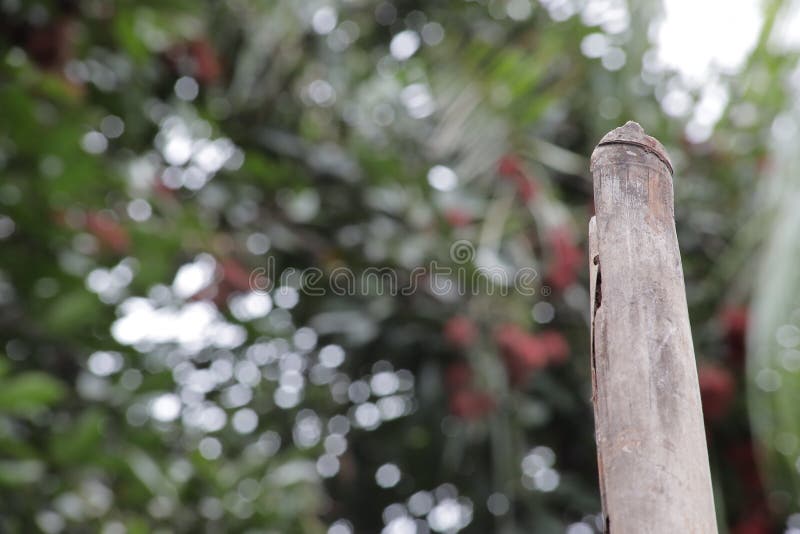 Crack of Bamboo Pole at Blur and Bokeh Tree Green Background Stock ...