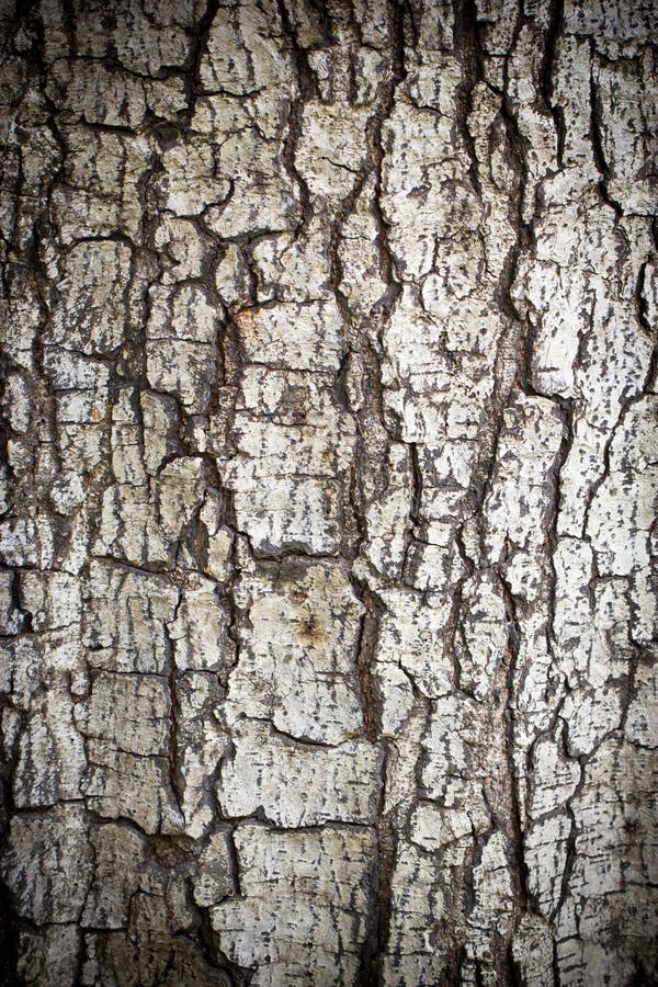 Crack Bark. stock image. Image of dirty, plant, grunge - 34913601