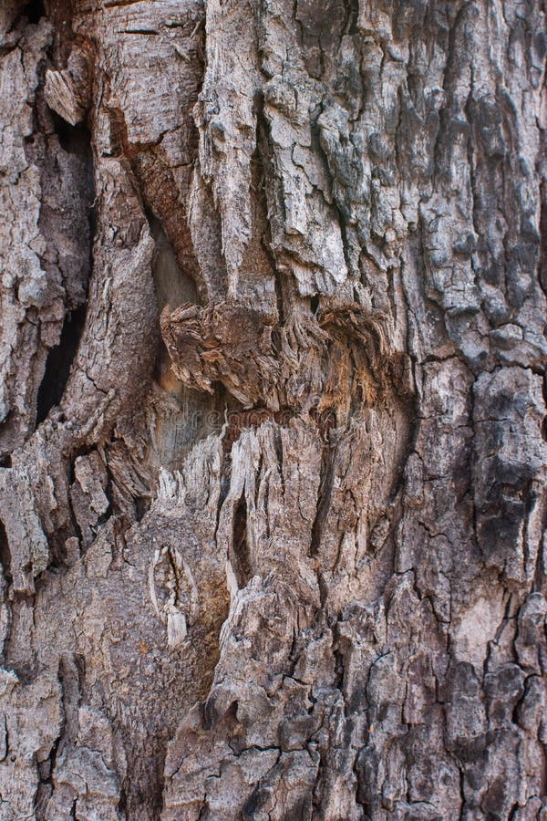 Crack Bark Texture Closeup of Tree. Stock Photo - Image of nature ...