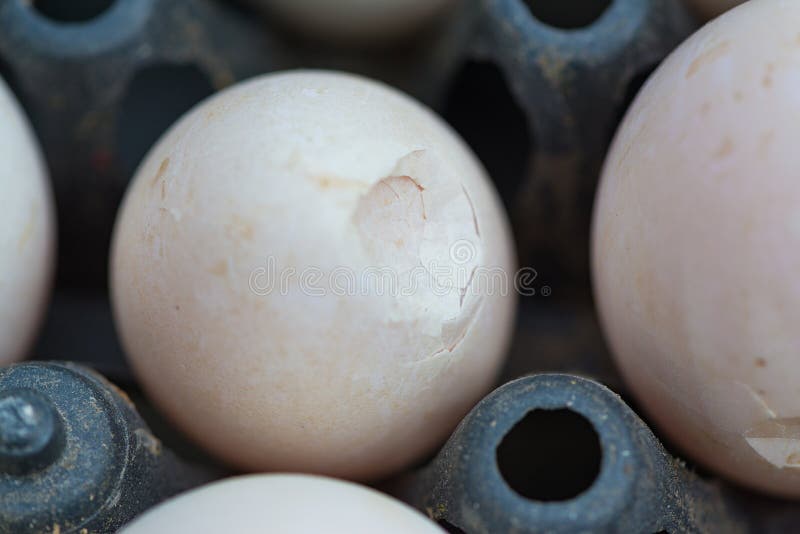 Crack Duck Egg or Broken Egg in the Package. Stock Image - Image of ...