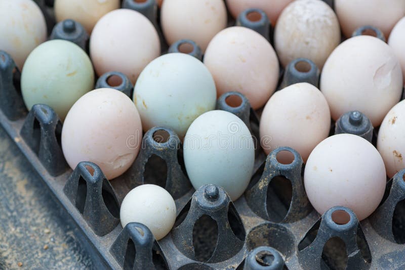 Crack Duck Egg or Broken Egg in the Package. Stock Image - Image of ...