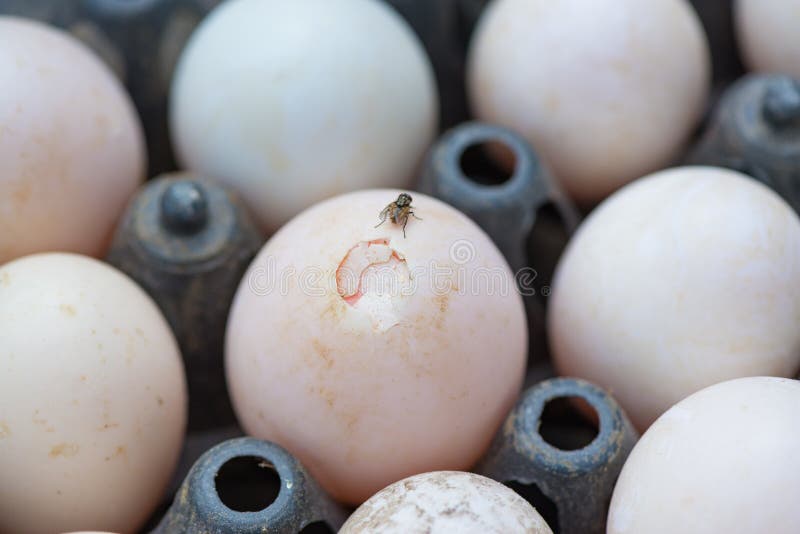 Crack Duck Egg or Broken Egg in the Package. Stock Image - Image of ...