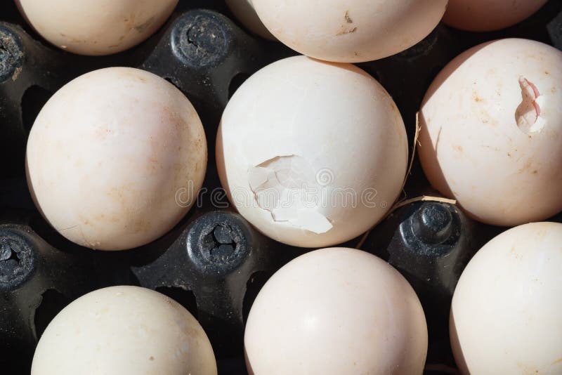 Duck with broken beak stock image. Image of pensive, orange - 4161955
