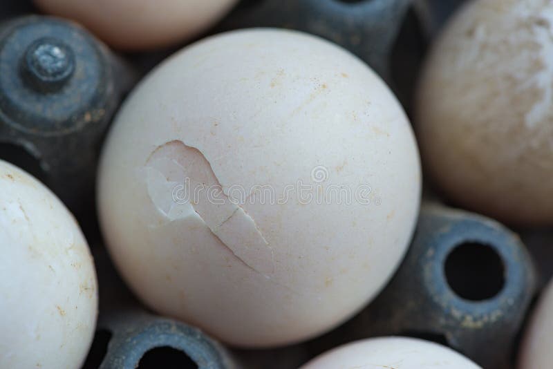 Crack Duck Egg or Broken Egg in the Package. Stock Image - Image of ...