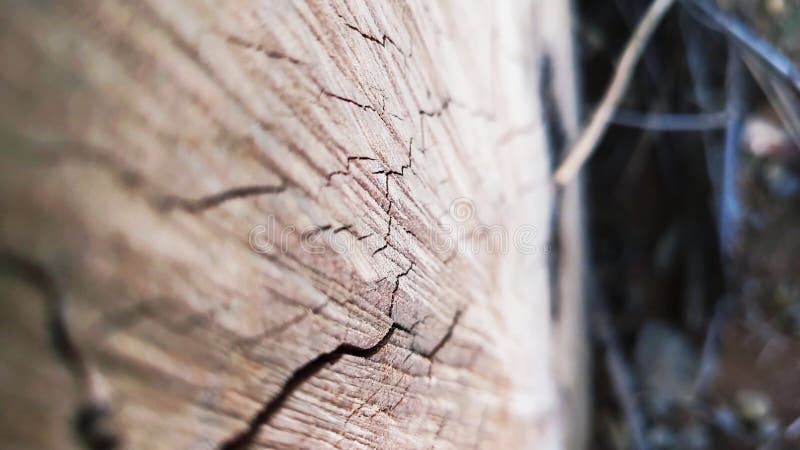 Crack Marks on a Wooden Trunk Stock Photo - Image of pattern, flower ...