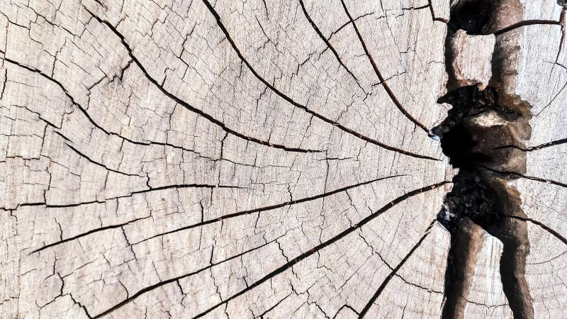 Crack Marks on a Wooden Trunk Surface Stock Photo - Image of coast ...