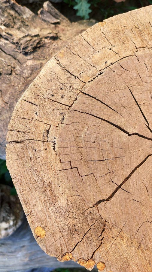 Crack Marks on a Wooden Trunk Surface Stock Photo - Image of wetland ...