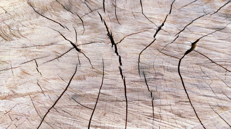 Crack Marks on a Wooden Trunk Surface Stock Image - Image of alley ...