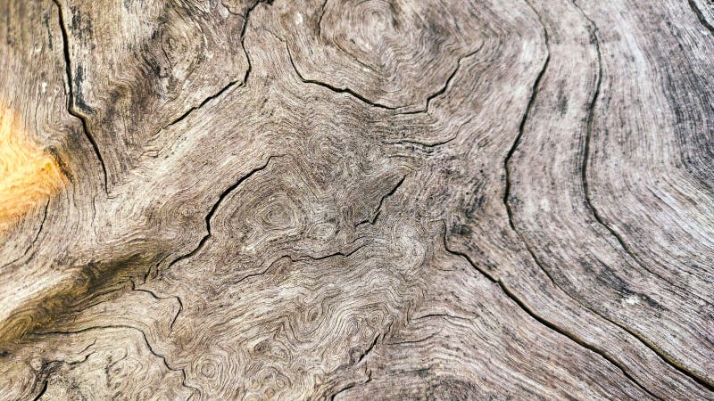 Crack Marks on a Wooden Trunk Surface Stock Photo - Image of fruit ...