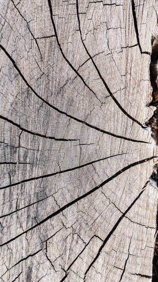 Crack Marks on a Wooden Trunk Surface Stock Image - Image of leaf, tree ...