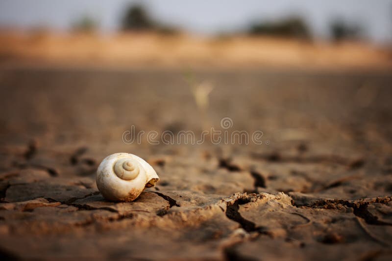Crack snail. stock image. Image of spiral, dirty, outdoors - 67307587