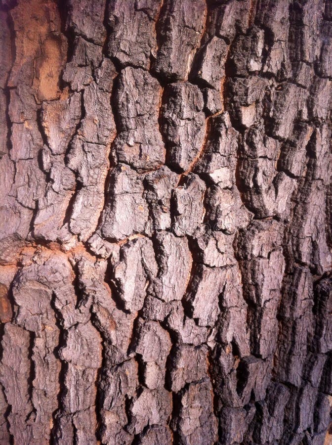 Crack stock photo. Image of bark, branch, plant, texture - 51138522