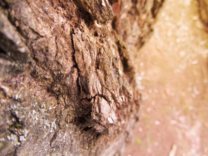 Crack in the Trunk of a Tree, Tree Bark Near Stock Photo - Image of ...