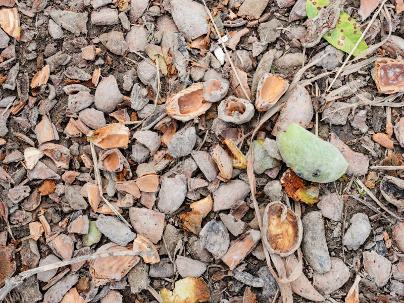 Cracked Almond Nuts, Shells and Peeling Fresh Almonds F Stock Image ...