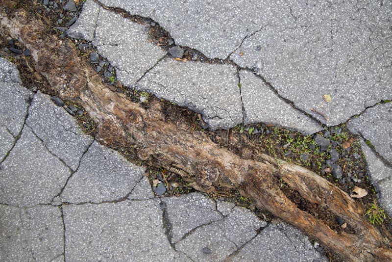 Cracked Pavement Sidewalk Tree Roots Stock Image - Image of cracked ...