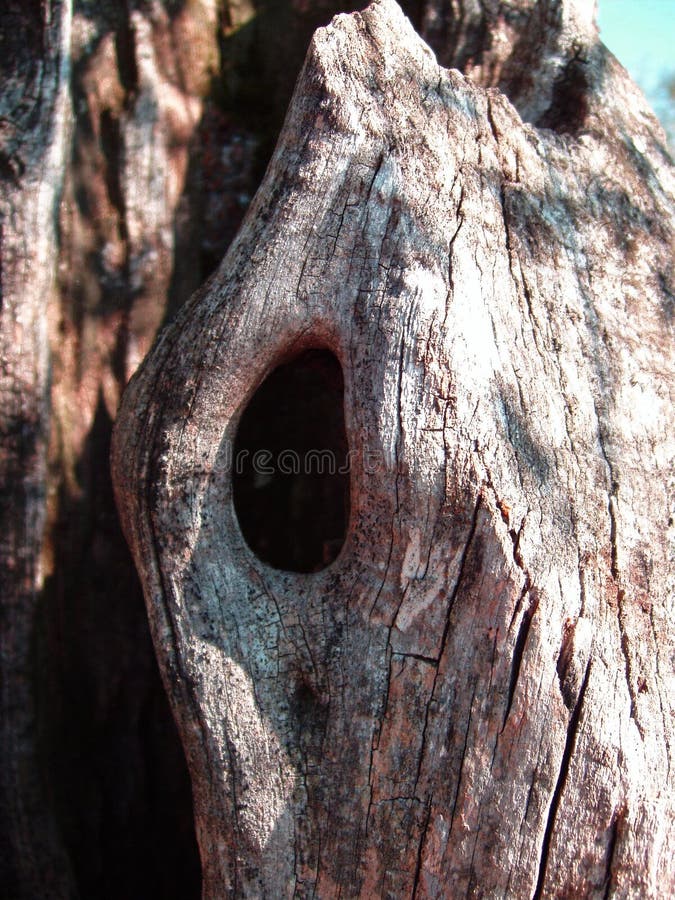 Cracked bark stock image. Image of nature, animal, hole - 89477115