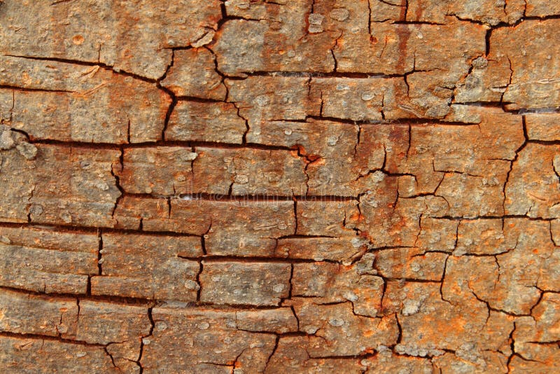 Cracked Bark stock photo. Image of treetrunk, wood, beauty - 52007912