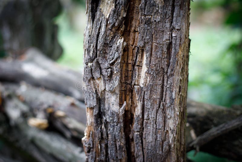 Cracked Bark of the Old Tree Overgrown with Green Moss in Autumn Forest ...