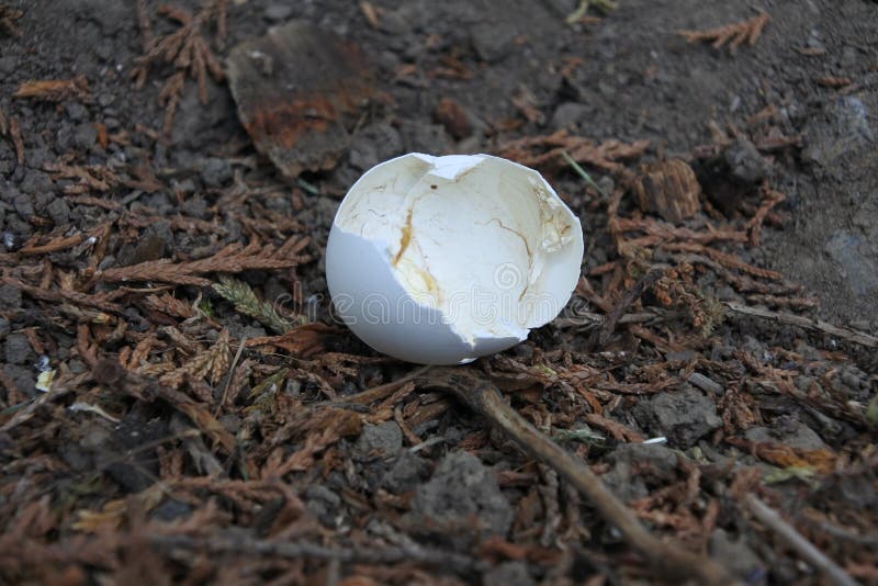 Cracked bird egg stock photo. Image of garden, cracked - 94675592