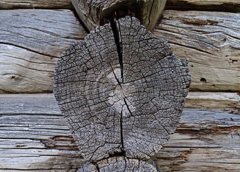 Cracked butt-end of log stock image. Image of grey, crack - 51048065