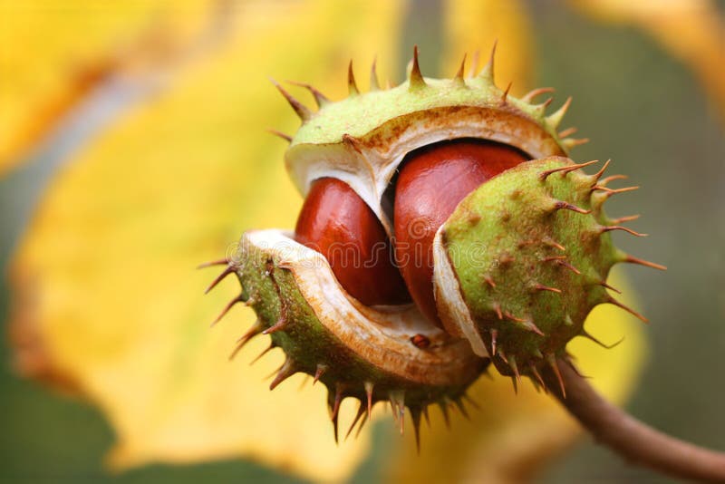 Cracked chestnut stock image. Image of leaf, cracked, growth - 3295597