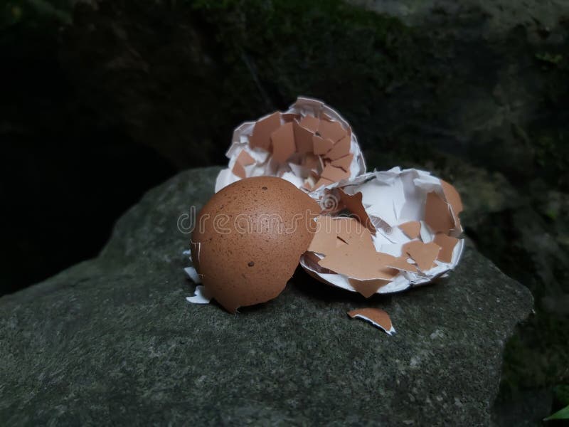 Cracked Chicken Egg Shell, with Abstract Shape Stock Photo - Image of ... Cracked Chicken Egg Shell, with Abstract Shape Stock Photo - Image of ...