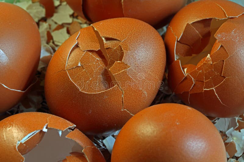 CRACKED CHICKEN EGG SHELLS stock image. Image of poultry - 320041263