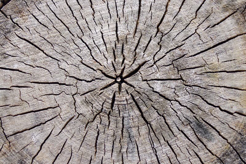 Cracked wood stock image. Image of cracked, spiral, texture - 102407965