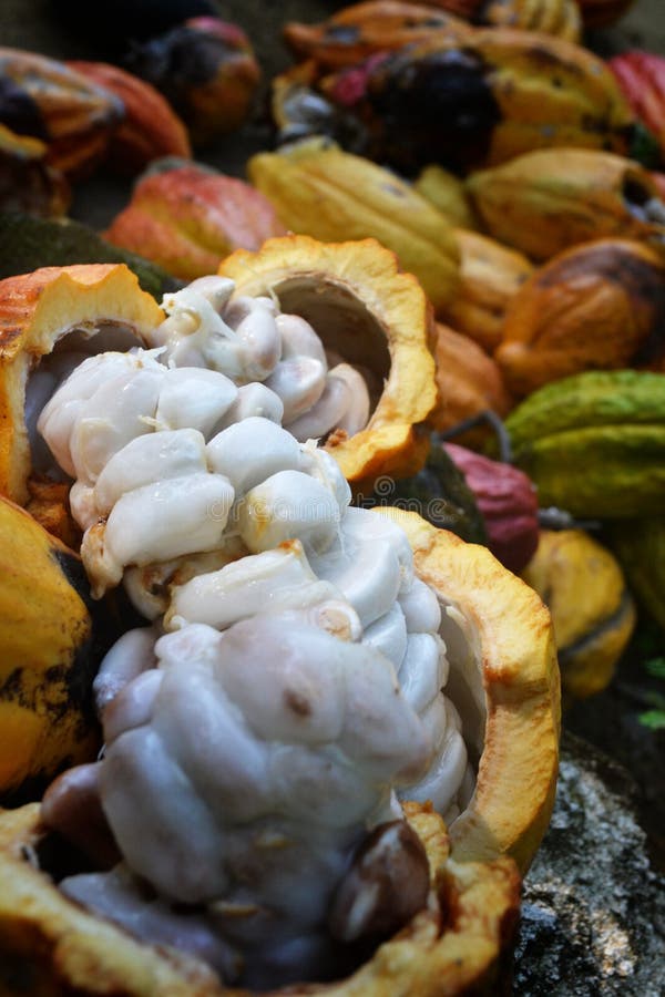 Cracked Cocoa Pods Show White Cocoa Beans Stock Image - Image of botany ...
