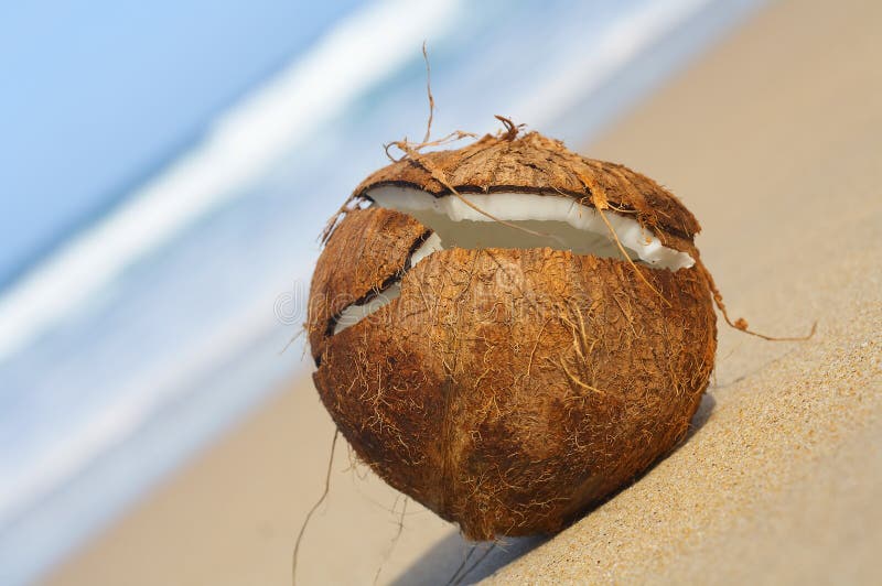 Cracked coconut stock image. Image of break, spindrift - 2882163