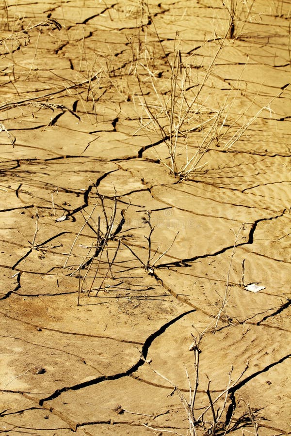Cracked Desert Soil Disaster Stock Photo - Image of plant, desert: 19700580